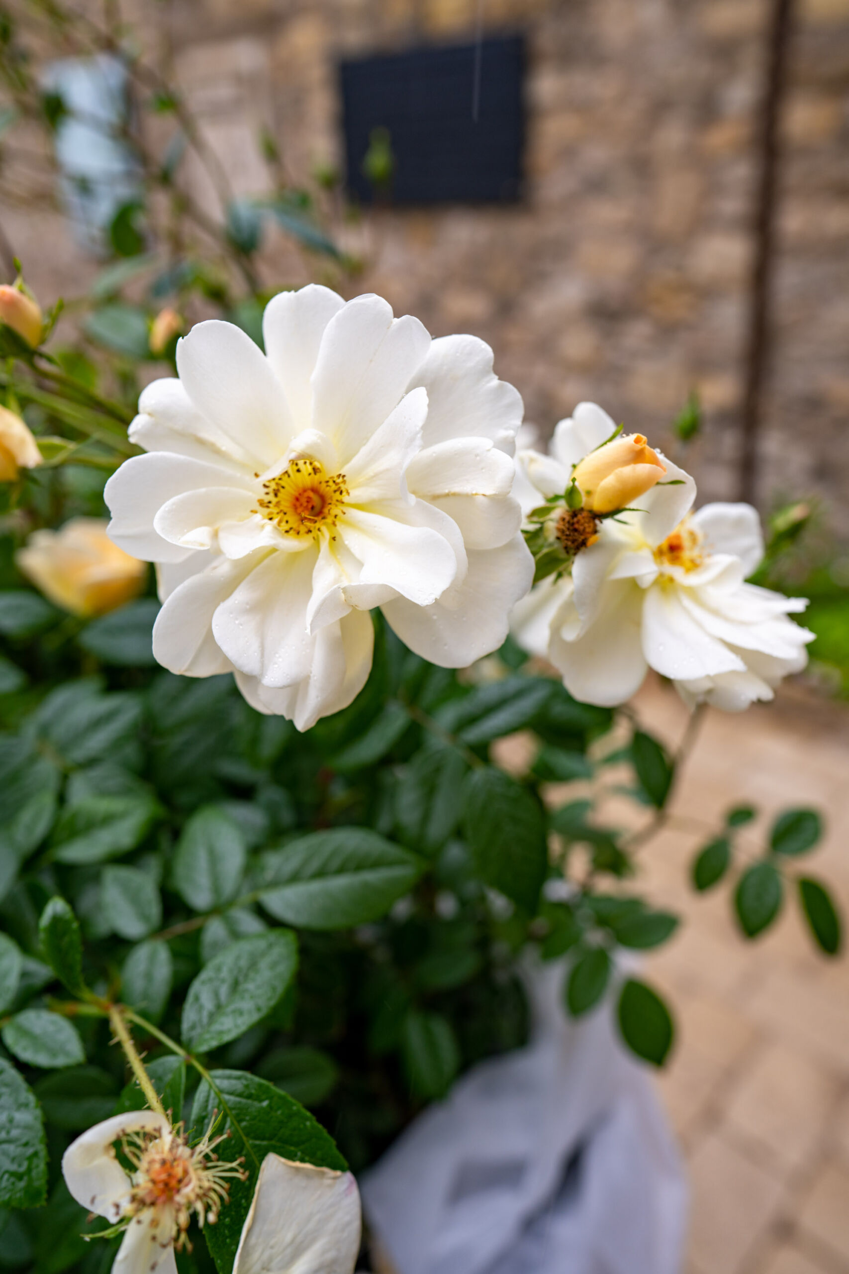 Taufe der Rose „Machera“ – Stadt Grevenmacher